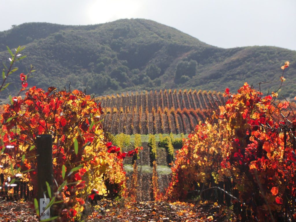 Sta Rita Hills AVA - Winery | Custom Crush | Case Storage